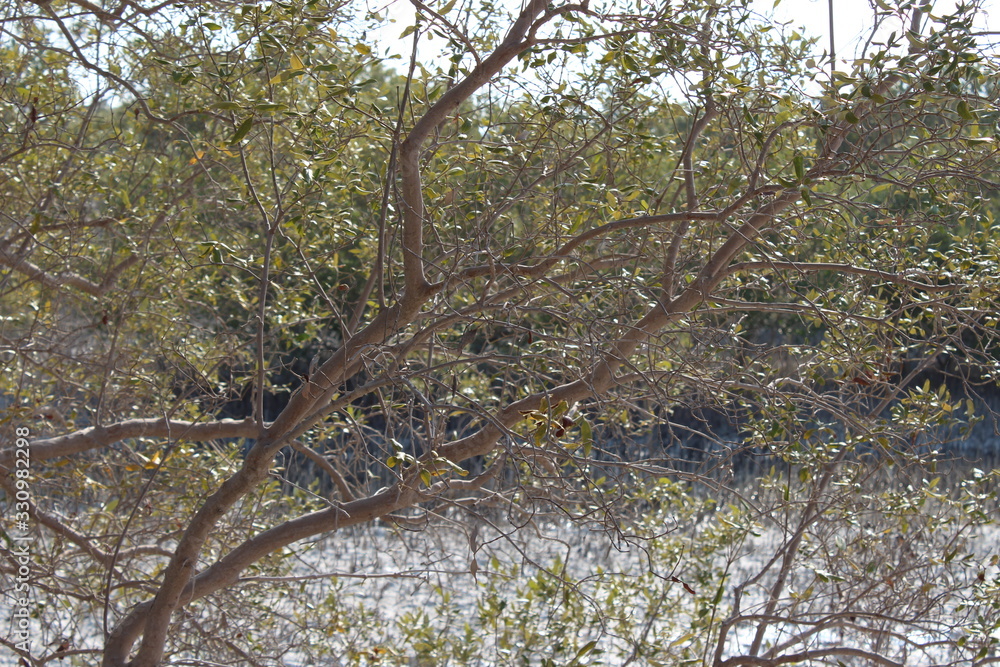 tree or plants in mangrove forests of Al Jubail Islands of Abu Dhabi ...