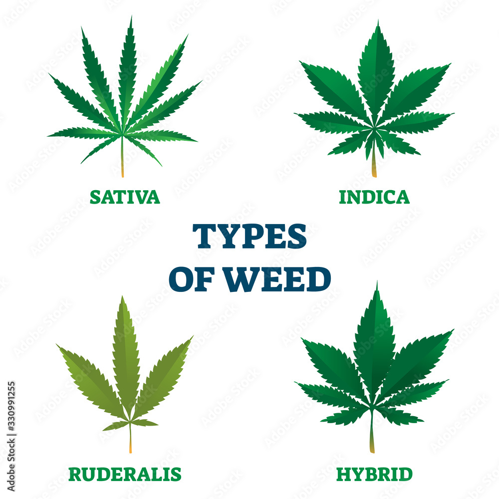Types of weed vector illustration. Sativa, indica, ruderalis or hybrid ...