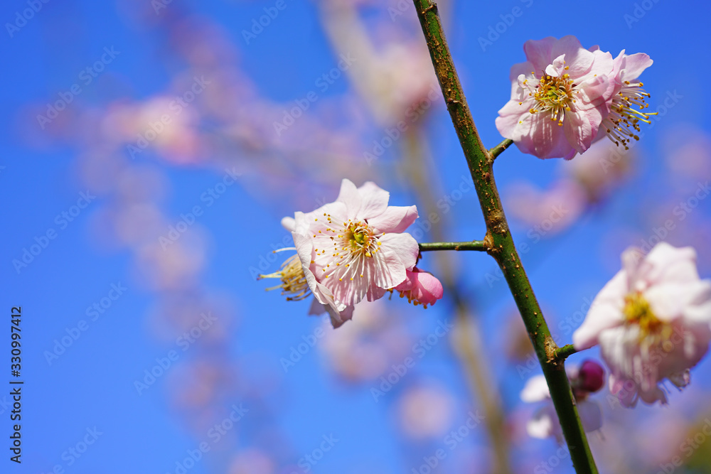 Pink flower blooms of the Japanese ume apricot tree, prunus mume Stock ...