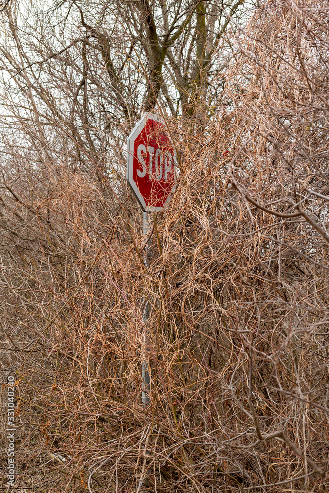 Traffic stop sign half hidden behind the trees and bushes. Overgrown ...