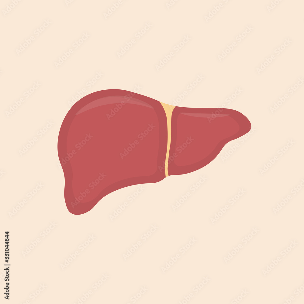Human liver anatomy. Human internal organs symbol. Stock Vector | Adobe ...