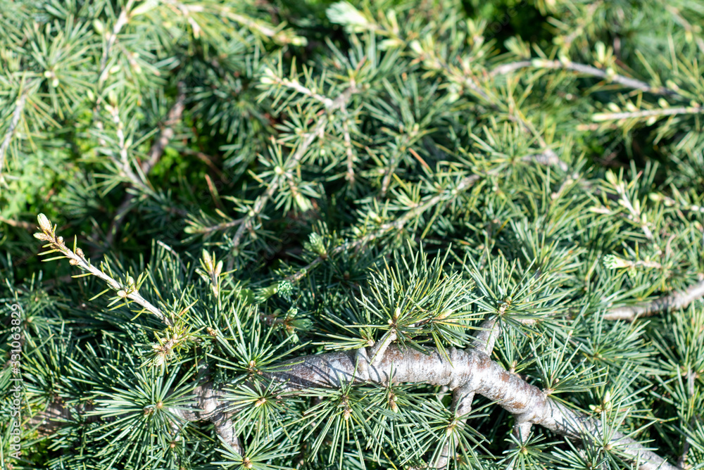 Green branches of cedrus libani pendula Stock Photo | Adobe Stock