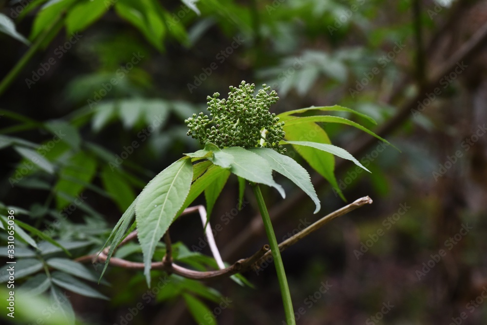 Sambucus sieboldiana is a deciduous shrub that blooms many small yellow ...