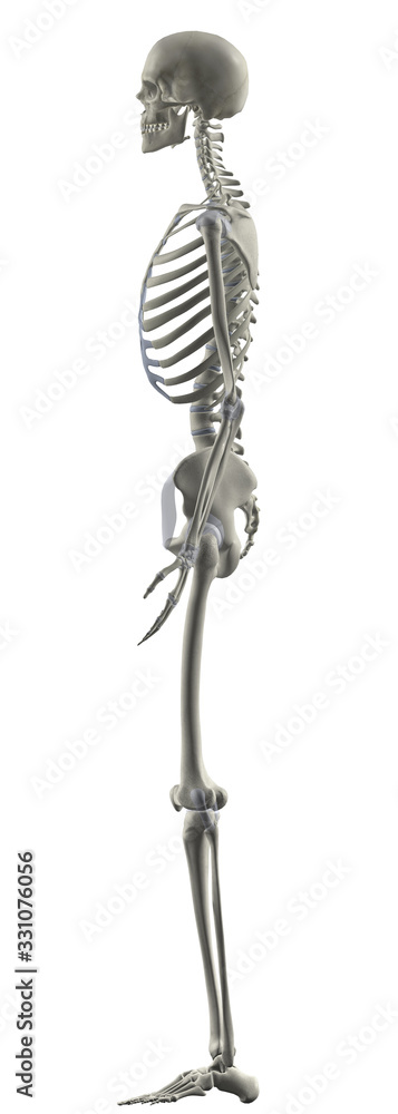 Human Anatomy Female Skeletal System From Left Stock Illustration ...
