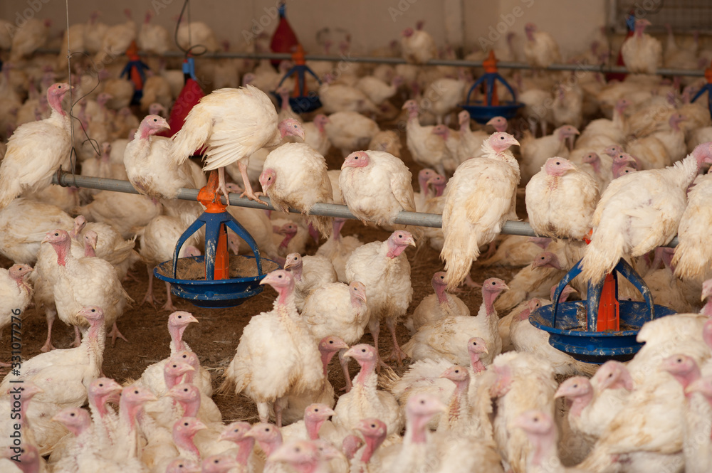 production processes taking place at a poultry farm where adult turkeys ...