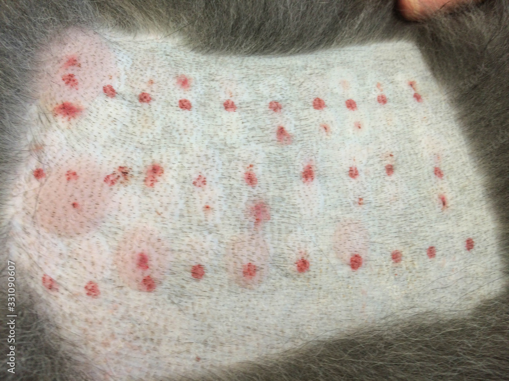 Dog's shaved back skin showing positiv allergic reaction after an ...
