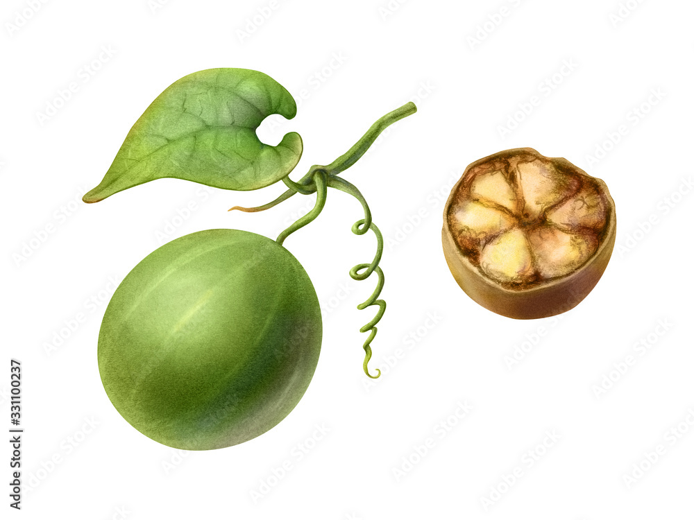 Monk Fruit Hand Drawn Pencil Illustration Isolated on White with ...