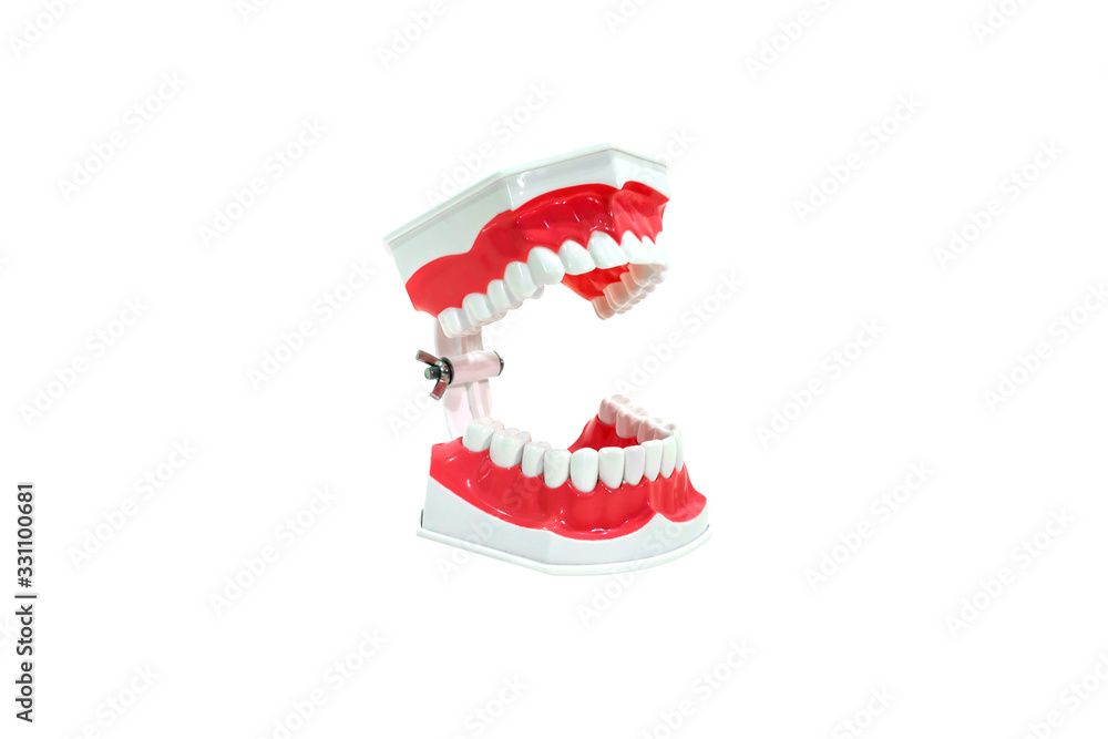 Teeth model isolated on white background.Plastic teeth in two rows with ...