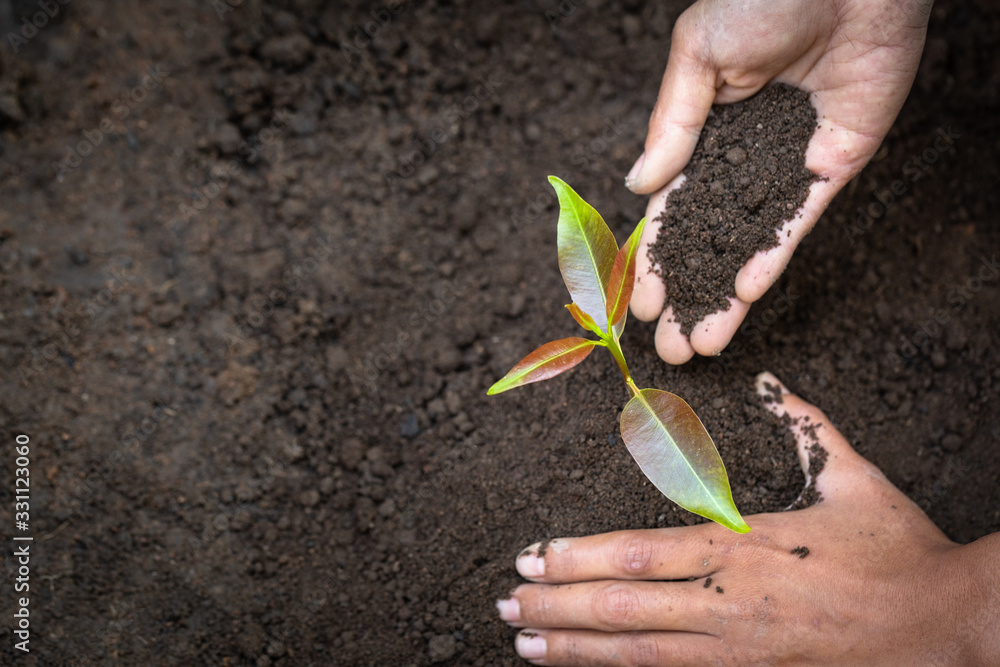 Hands of the women were planting the seedlings into the ground to dry ...