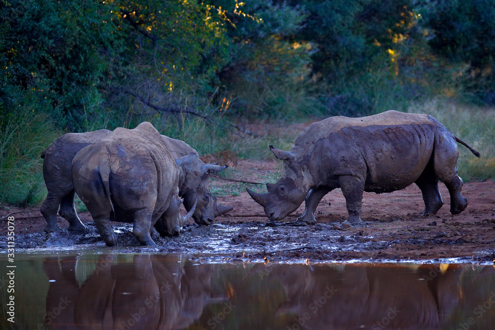 Rhinoceros in Pilanesberg NP, South Africa. White rhinoceros ...
