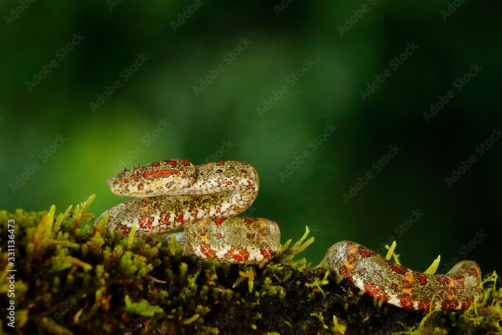 Dangerous snake in the nature habitat. Eyelash Palm Pitviper ...