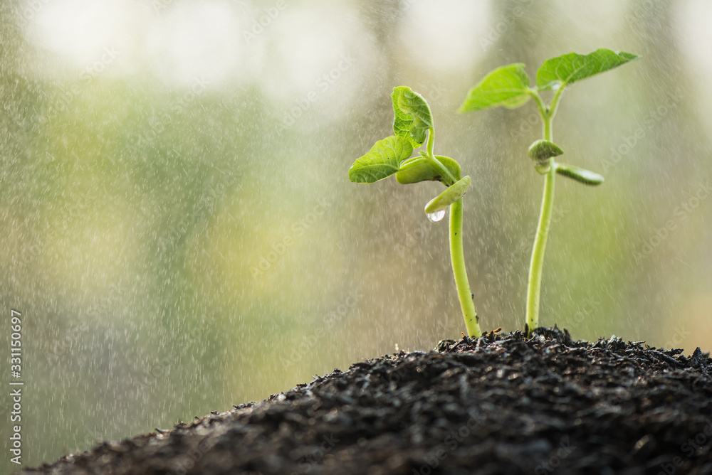 green seedling growing on the ground in the rain. from the rich soil to ...