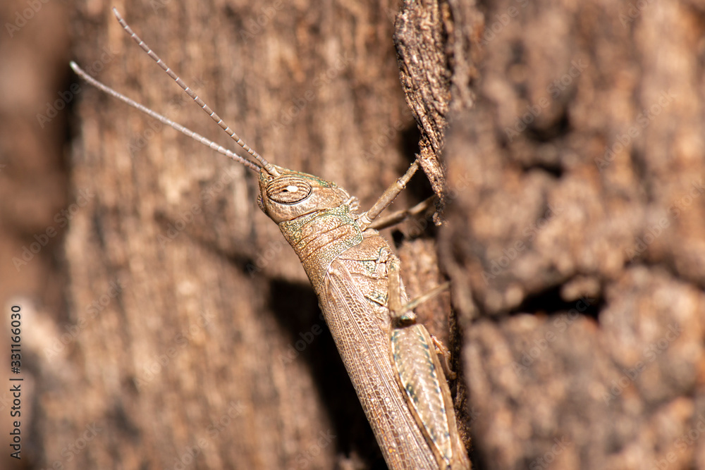 Common Grasshopper also known as Pardillana limbata Stock Photo | Adobe ...
