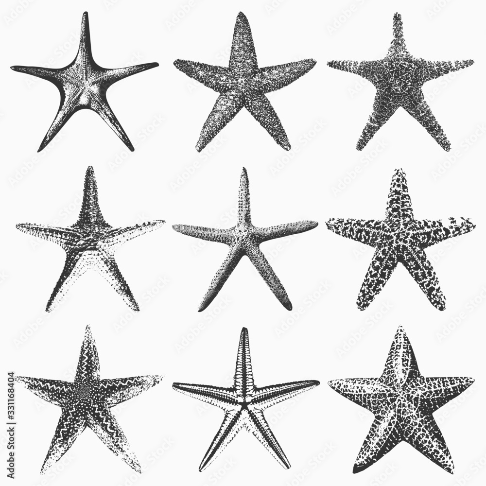 Starfish Illustration Vector Set Stock Vector | Adobe Stock