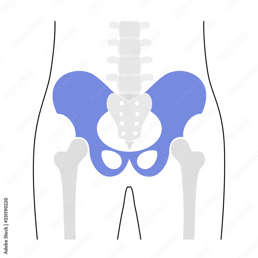Human pelvis anatomy. Stock Vector | Adobe Stock