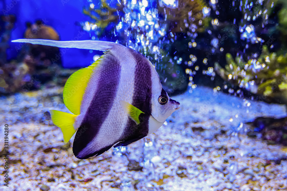 Colorful sea fish and friends, Small life from the sea became the star ...