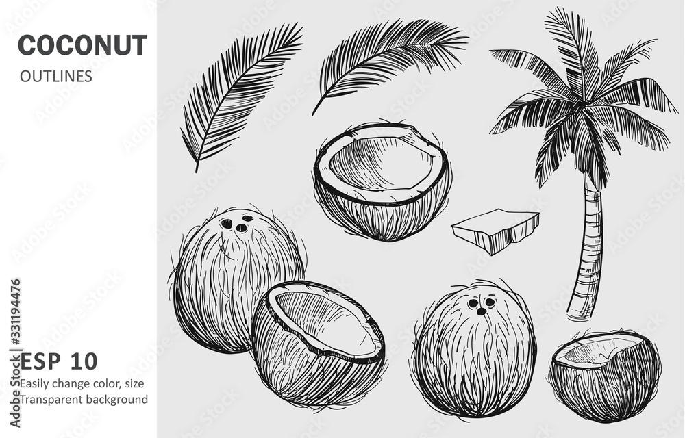 Coconut set. Hand drawn sketch converted to vector. Isolated on ...