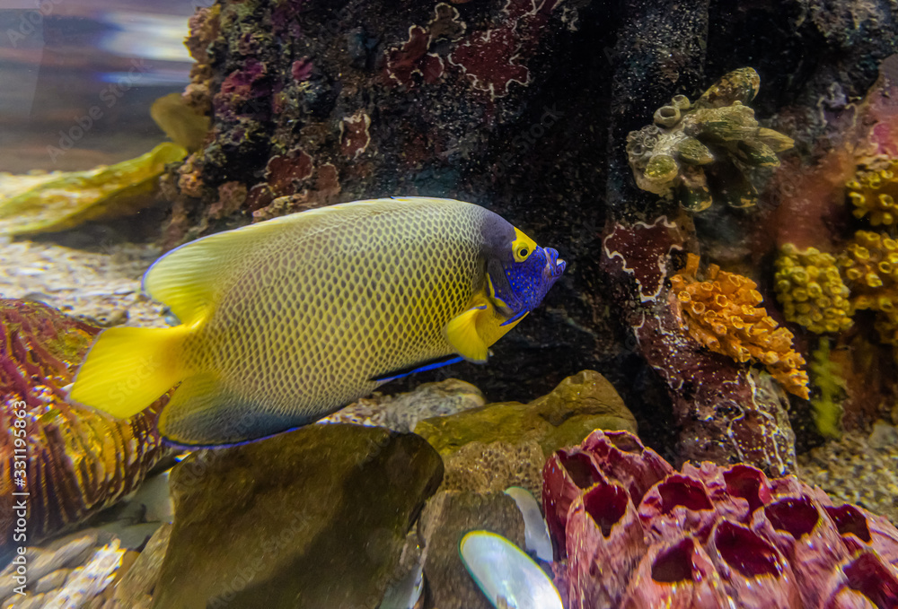 Colorful sea fish and friends, Small life from the sea became the star ...