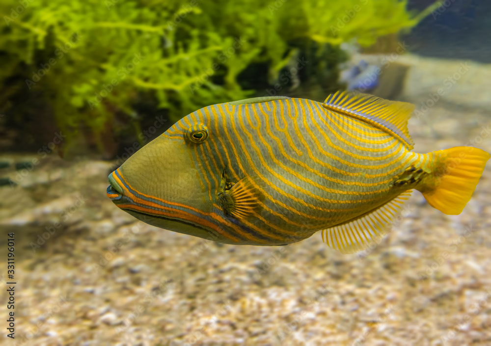 Colorful sea fish and friends, Small life from the sea became the star ...