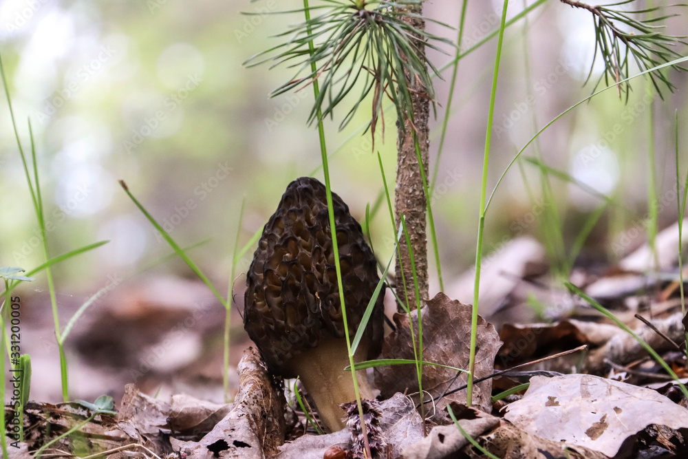Morchella. Earlier summer in the forest on the island of Yagry in ...