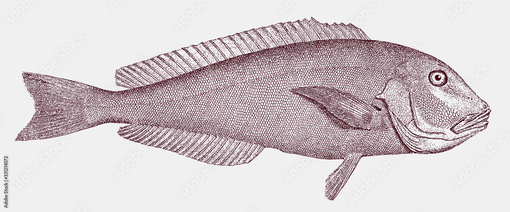 Blueline tilefish caulolatilus microps from the Western Atlantic Ocean ...