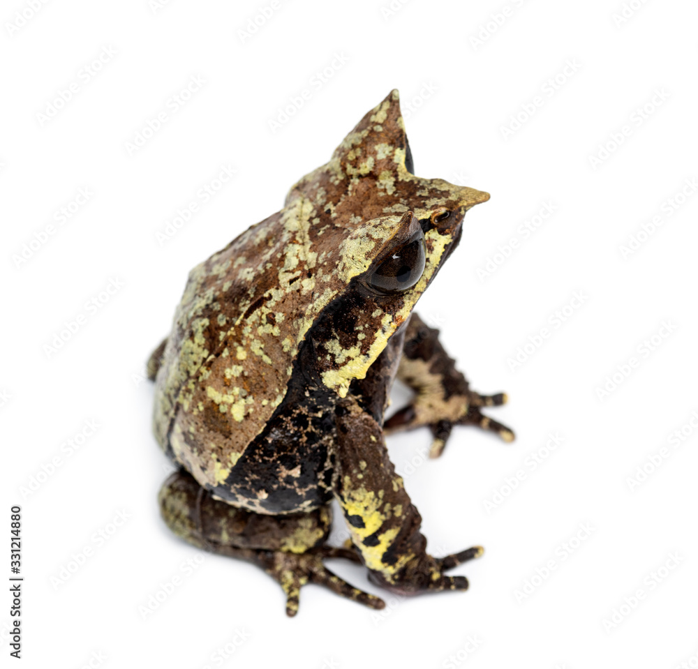 Long-nosed horned frog, Megophrys nasuta, isolated Stock Photo | Adobe ...