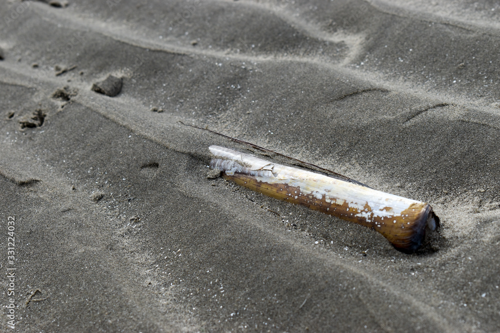 Razor clam shell on a sandy beach in Ireland background Stock Photo ...