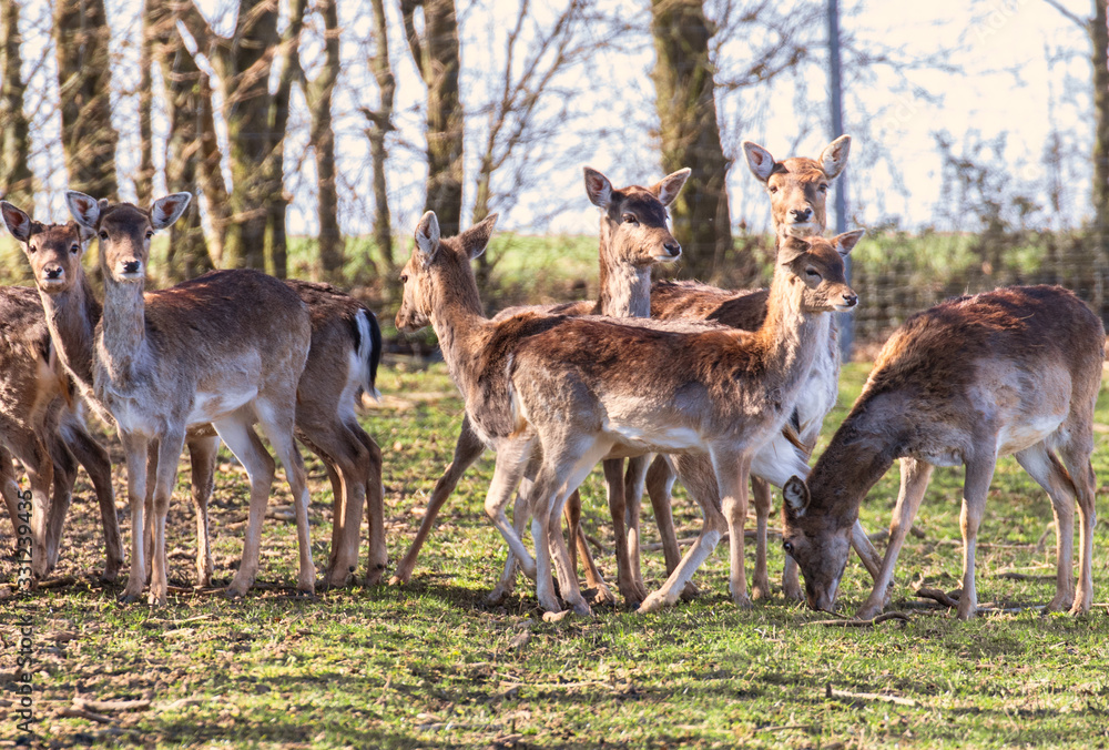 Ein Rudel Rehe in einem Gehege Stock-Foto | Adobe Stock