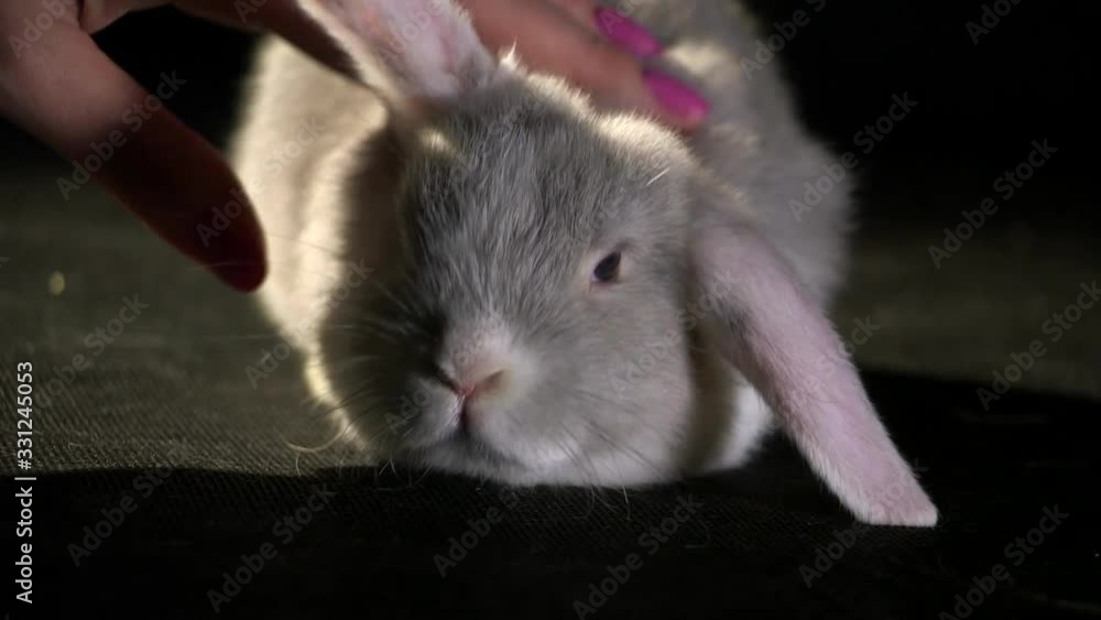 Mini Lop Dwarf Rabbit Close Up Studio Shot With Black Background ...