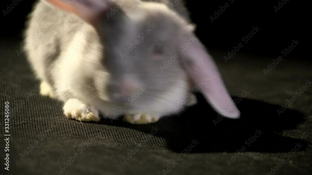Mini Lop Rabbit Close Up Studio Shot With Black Background Of Floppy ...
