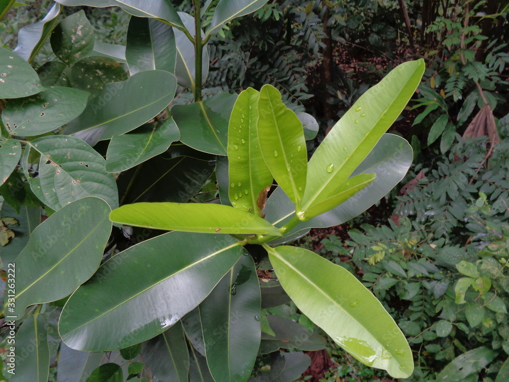 Green small Calophyllum inophyllum (tamanu, beach touriga, Borneo ...