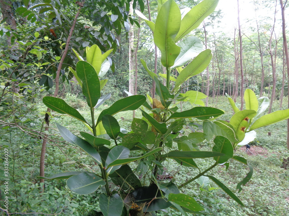 Green small Calophyllum inophyllum (tamanu, beach touriga, Borneo ...