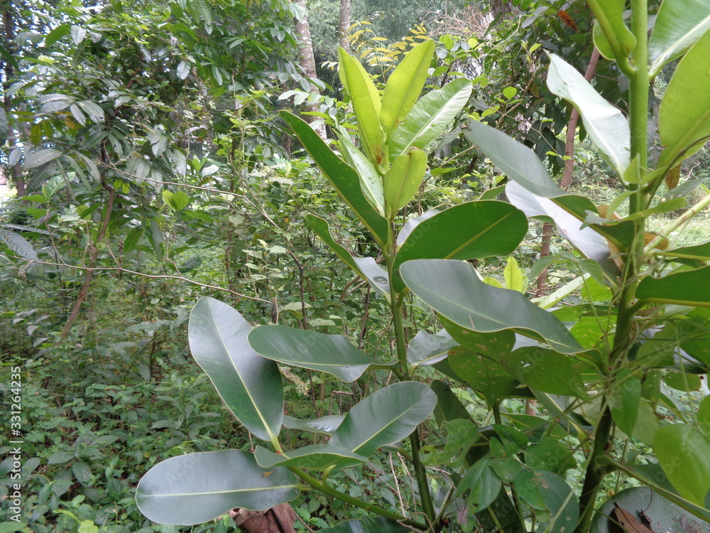 Green small Calophyllum inophyllum (tamanu, beach touriga, Borneo ...