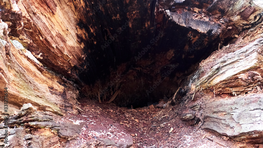 double de tree in wild forest Stock Photo | Adobe Stock