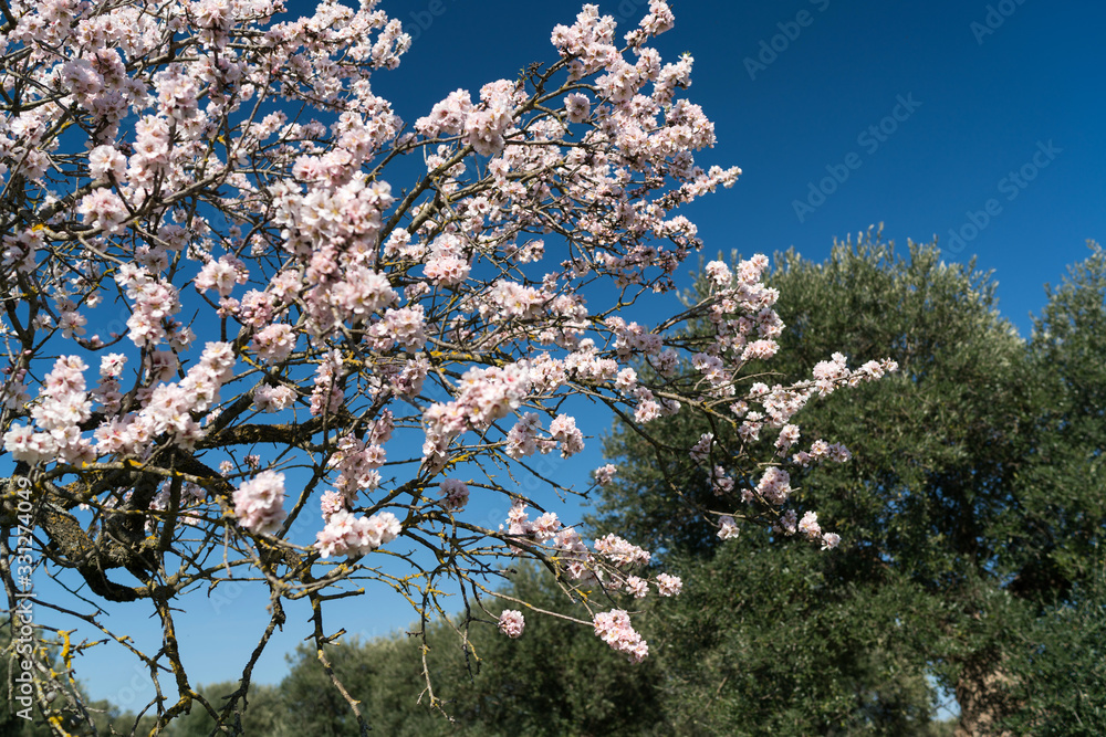 The arrival of spring and the cherry blossoms with olive trees - Puglia ...