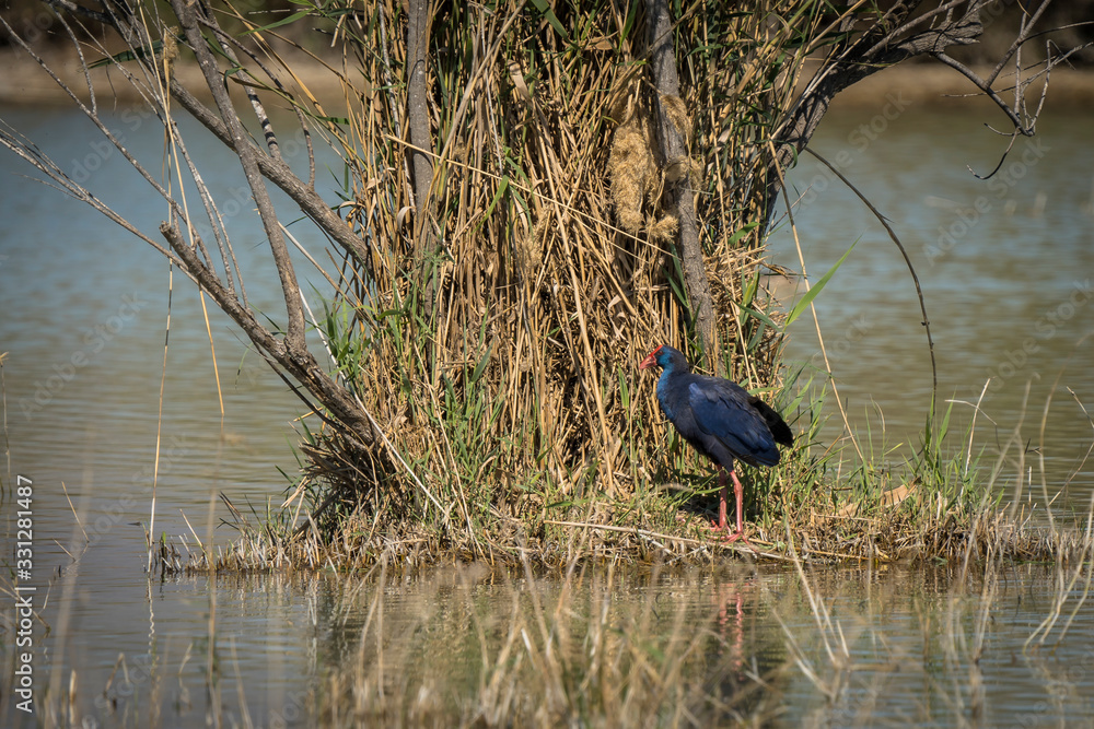 El calamón común es una especie de ave gruiforme de la familia Rallidae ...