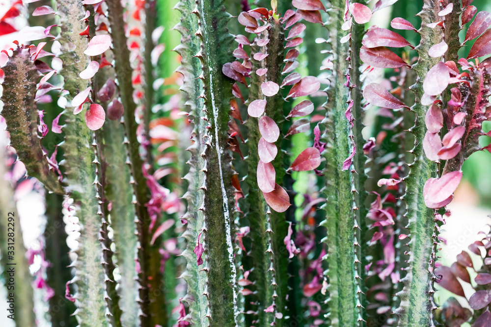 Euphorbia trigona rubra cactus evergreen succulent background. Exotic ...