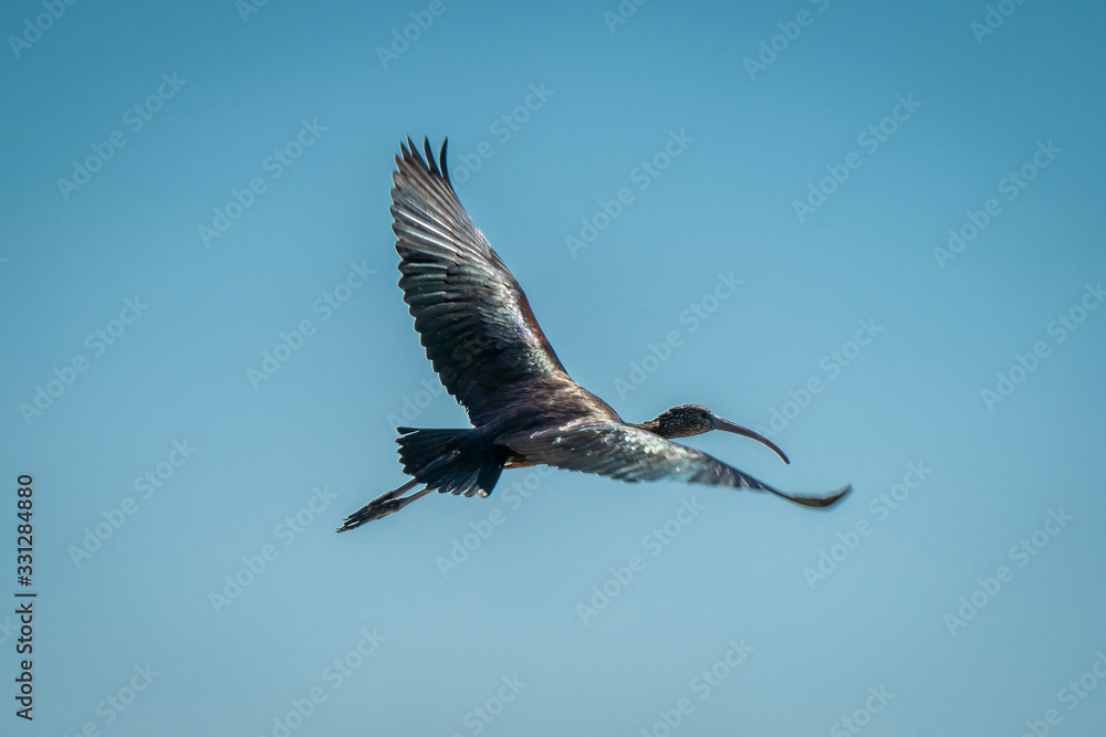 Morito común (Plegadis falcinellus), volando sobre cielo azul. Es el ...