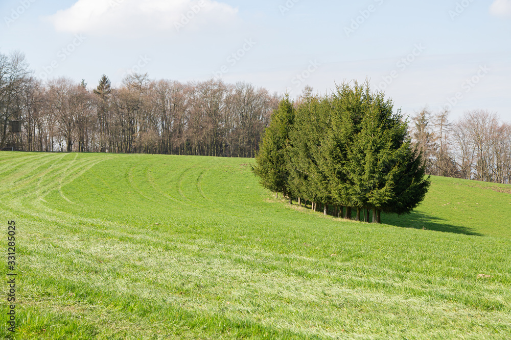 large pasture and in the middle a single-looking fir forest. In the ...