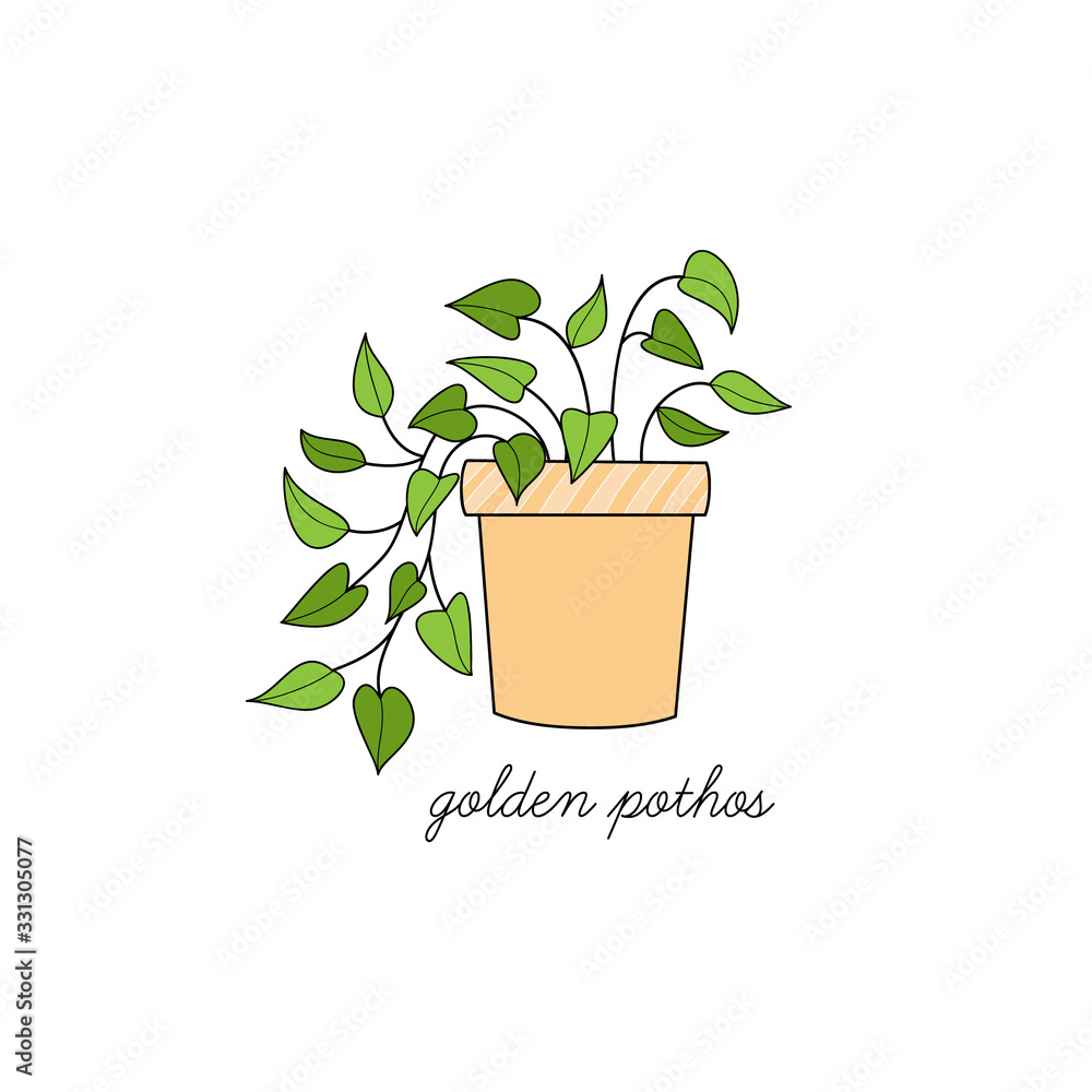 Pothos plant vector illustration graphic. Hand drawn cute outlined ...