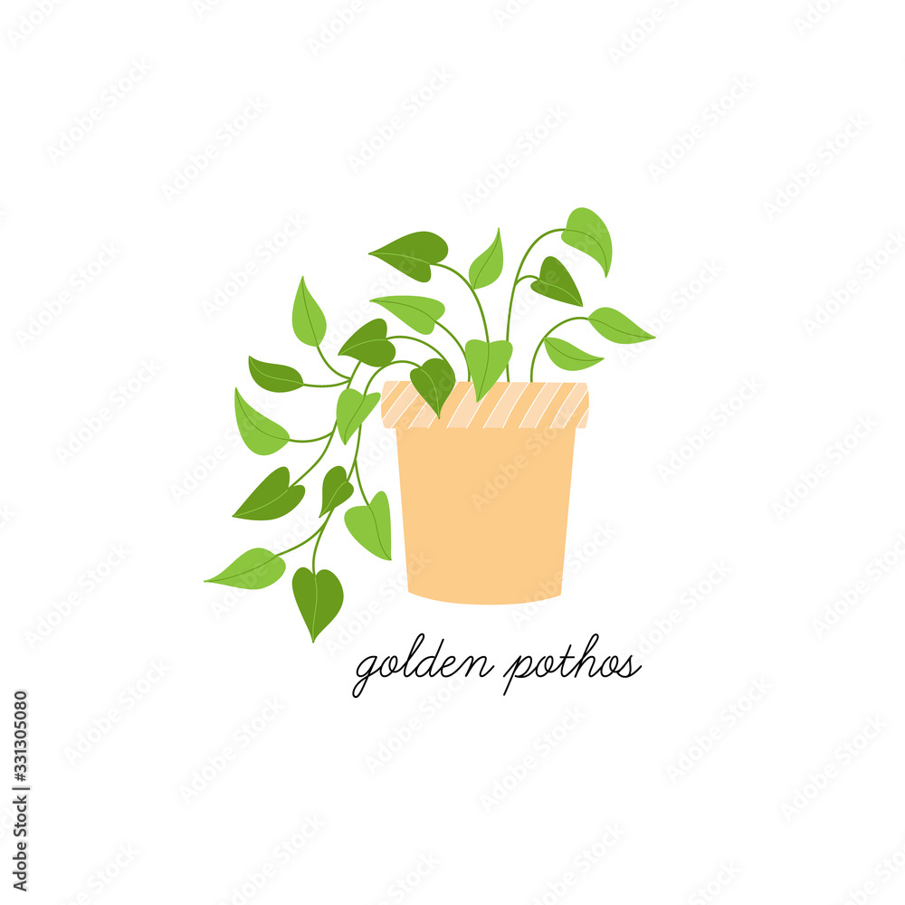Pothos plant vector illustration graphic. Hand drawn cute golden pothos ...