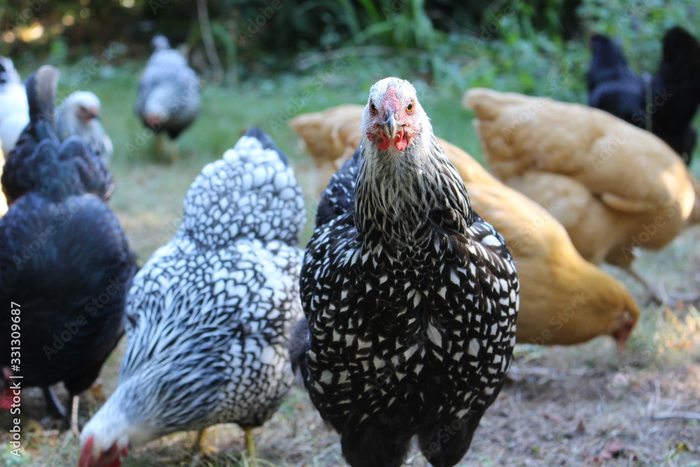 Flock of Chickens Stock Photo | Adobe Stock