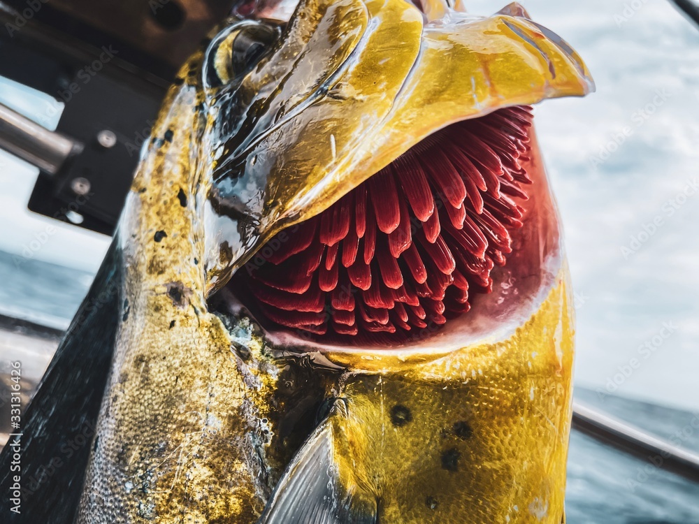 Mahi Mahi fish. Fishing in the Pacific ocean. Fish gills. Dorado Fish ...