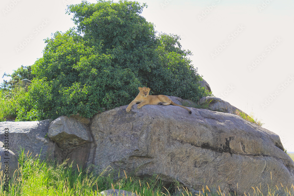 Lion On Rock