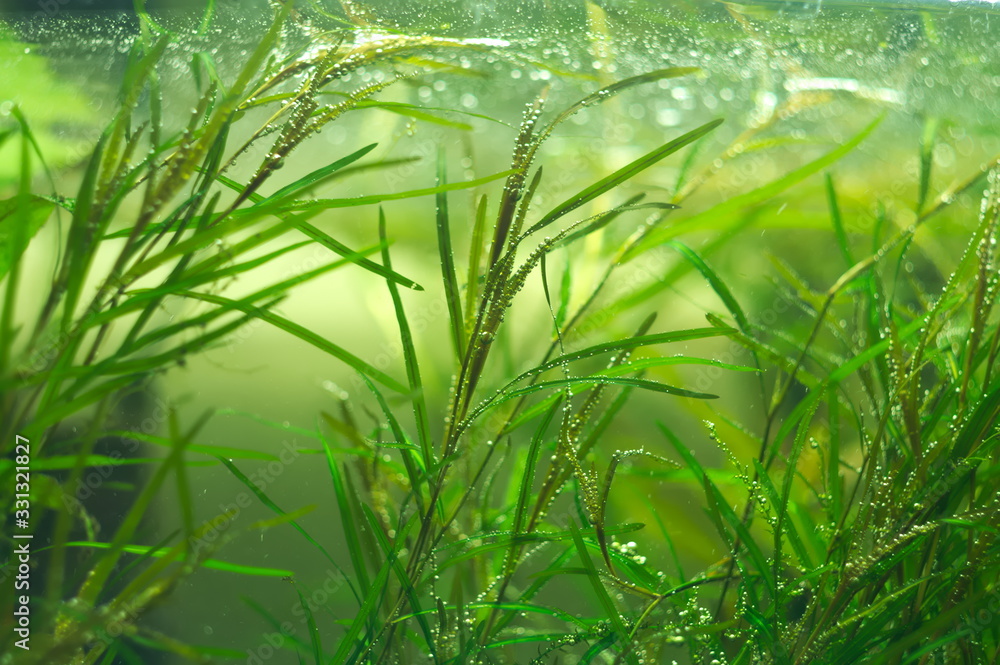 tropical aquatic plants in the aquarium Stock Photo | Adobe Stock