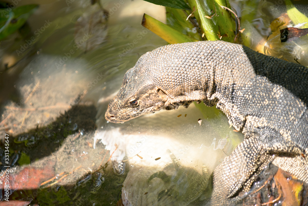 monitor lizard hunts fish Stock Photo | Adobe Stock