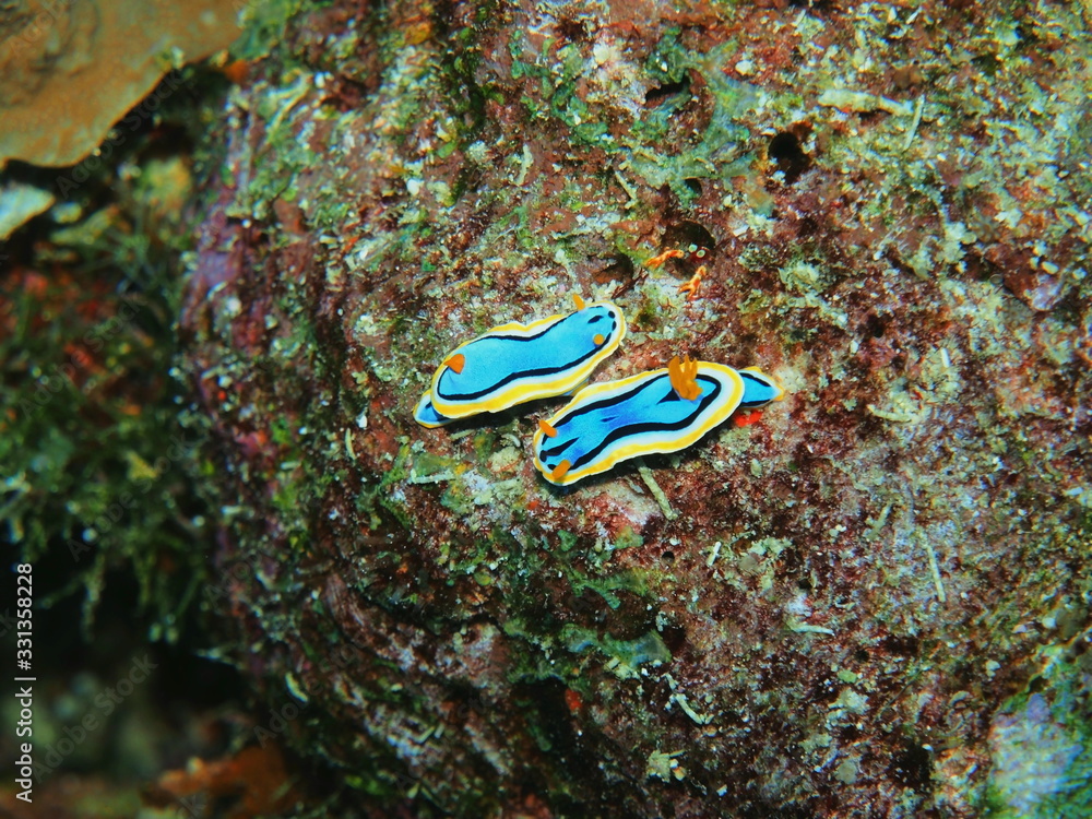 The amazing and mysterious underwater world of Indonesia, North ...