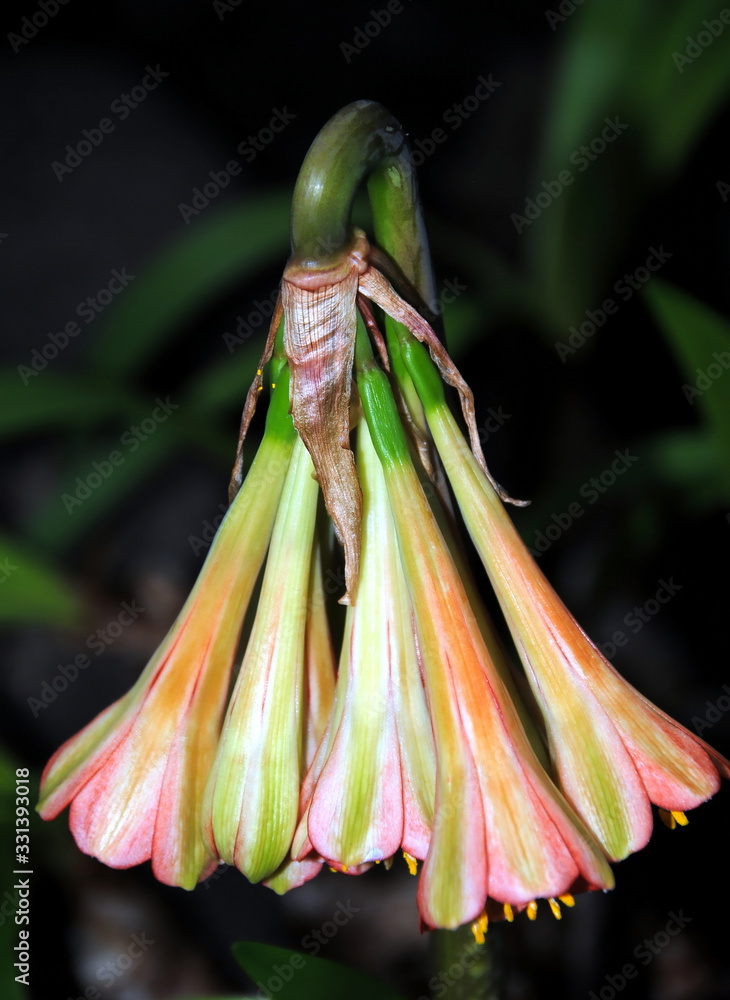 Close up of an umbel of pendulous tubular flowers in shades of red ...