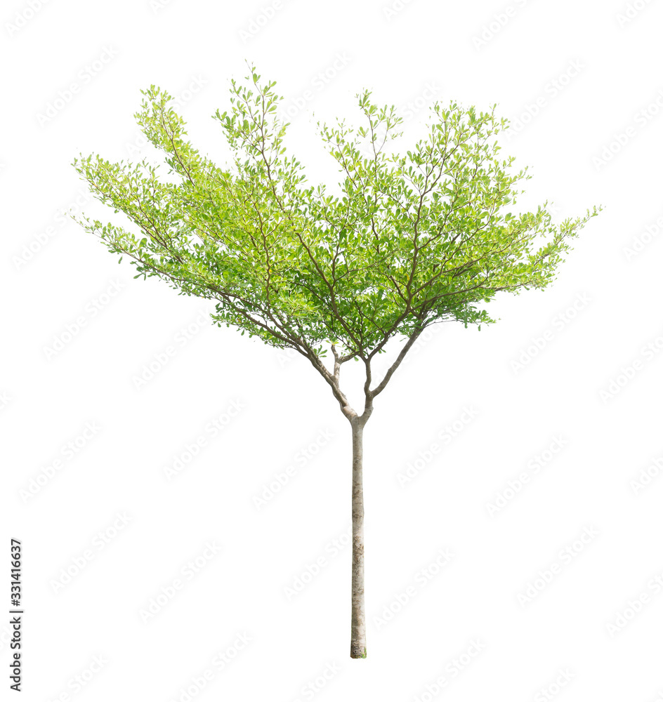 Single tree isolated, a Black afara trees, known as many name are Ivory ...