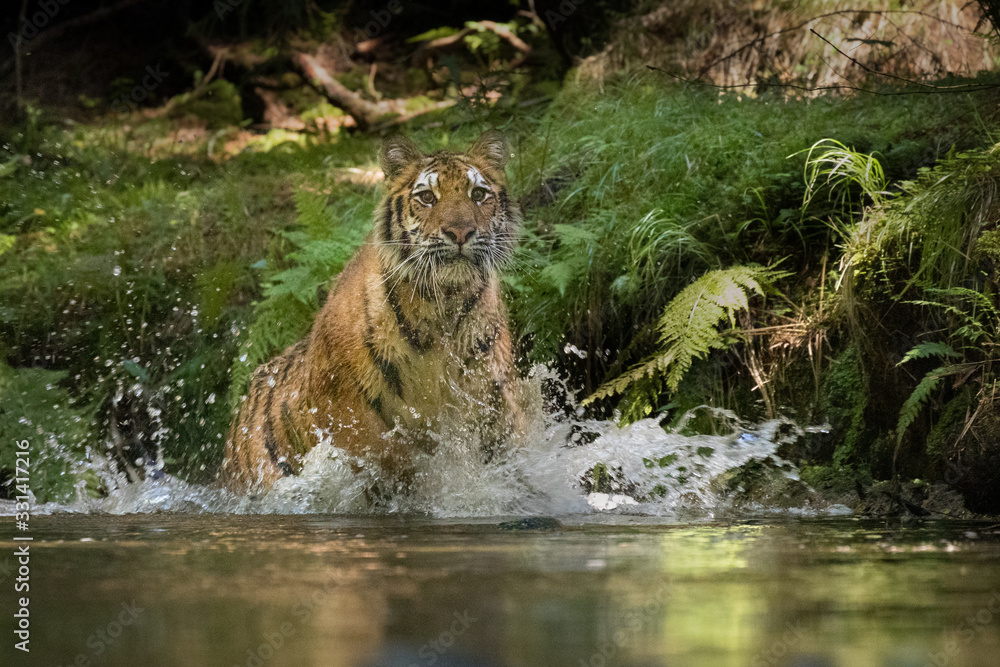 Beautiful young Siberian Tiger in a river, deep in a forest. Amazing ...